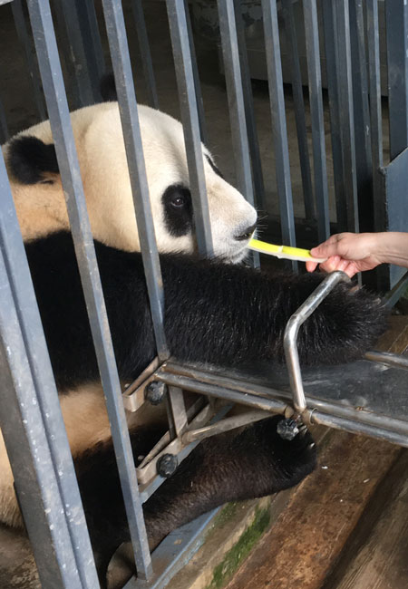 12 Days Panda Keeper and Classic Wonder Tour